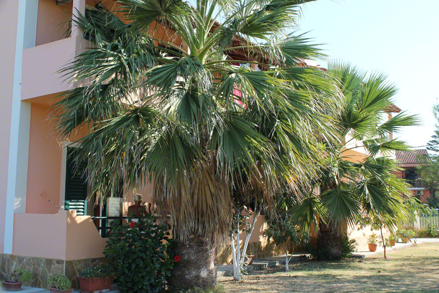 Die Feakes Studios in Arillas